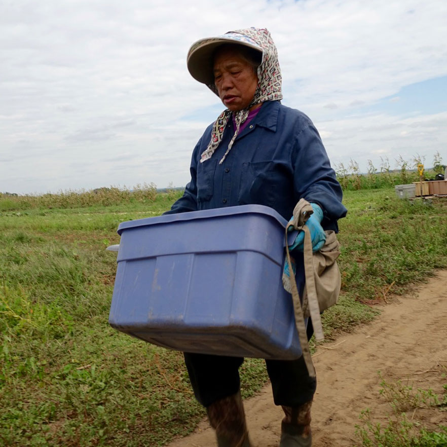 2022 HAFA CSA | Hmong American Farmers Association