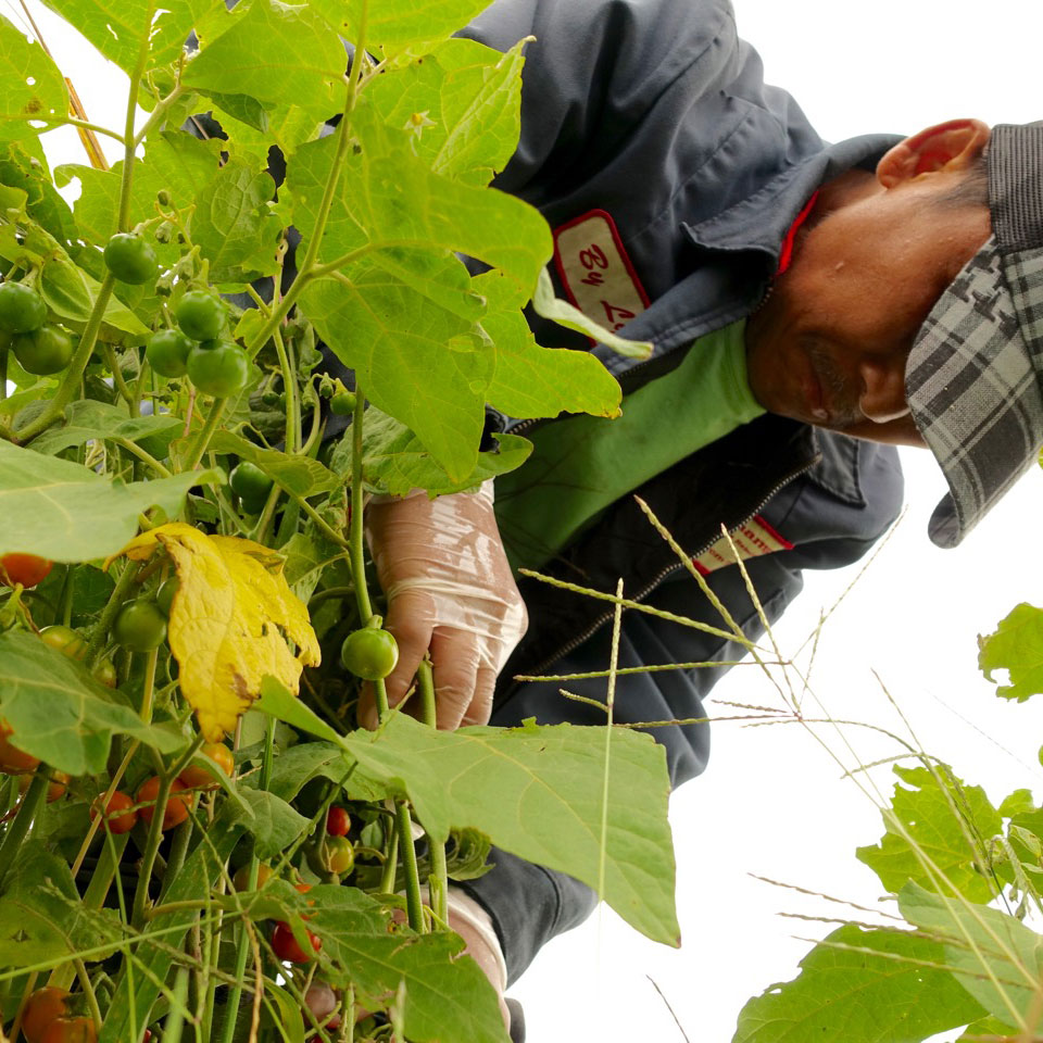 2022 HAFA CSA | Hmong American Farmers Association